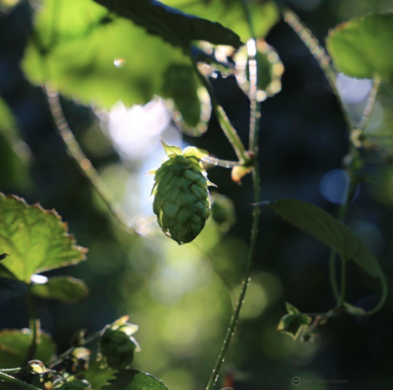 Ab Inbev South African Hops Vs Craft Breweries A New Drama Beer